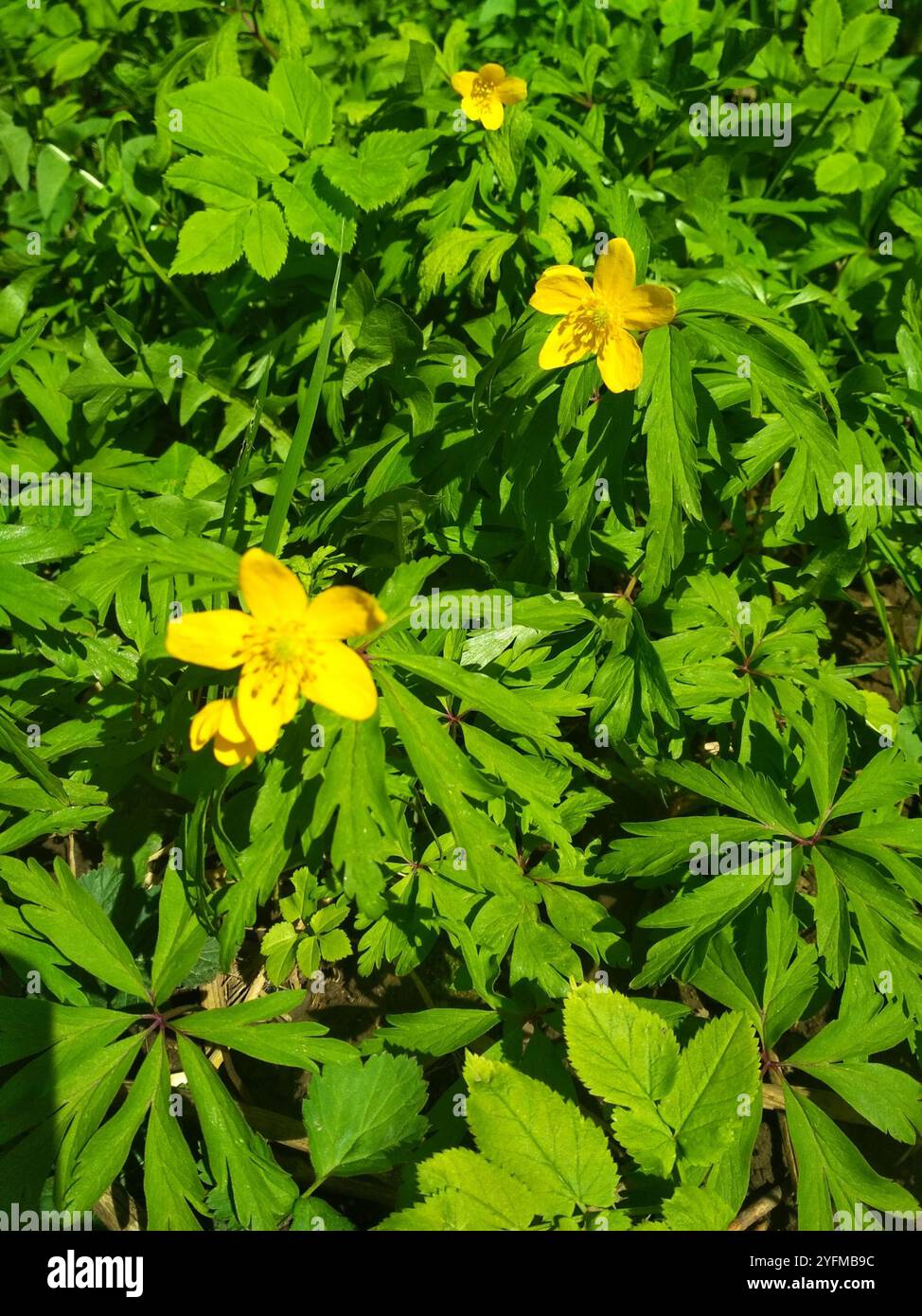 Yellow Anemone (Anemonoides ranunculoides Stock Photo - Alamy