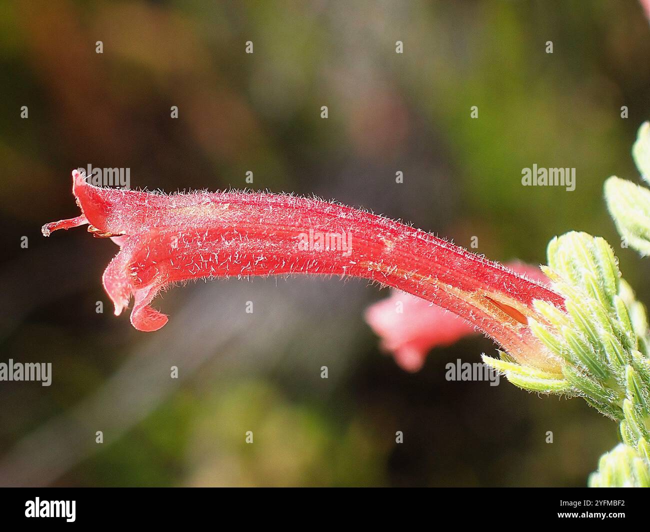 Common Water Heath (Erica curviflora curviflora Stock Photo - Alamy