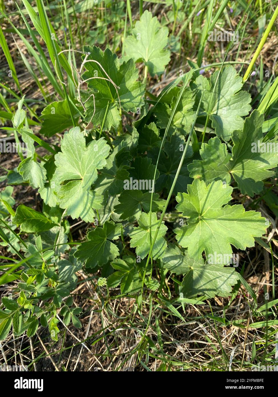 prairie alumroot (Heuchera richardsonii Stock Photo - Alamy