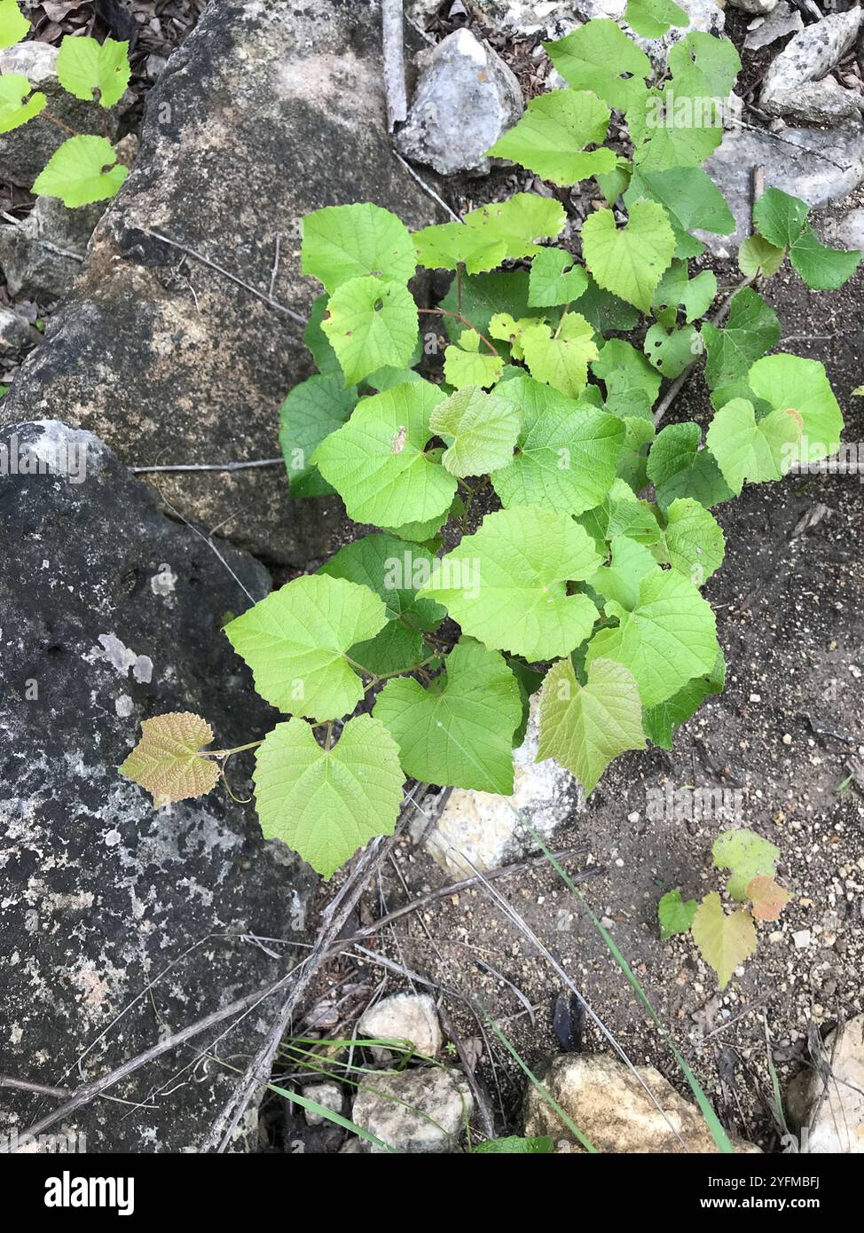 graybark grape (Vitis cinerea Stock Photo - Alamy