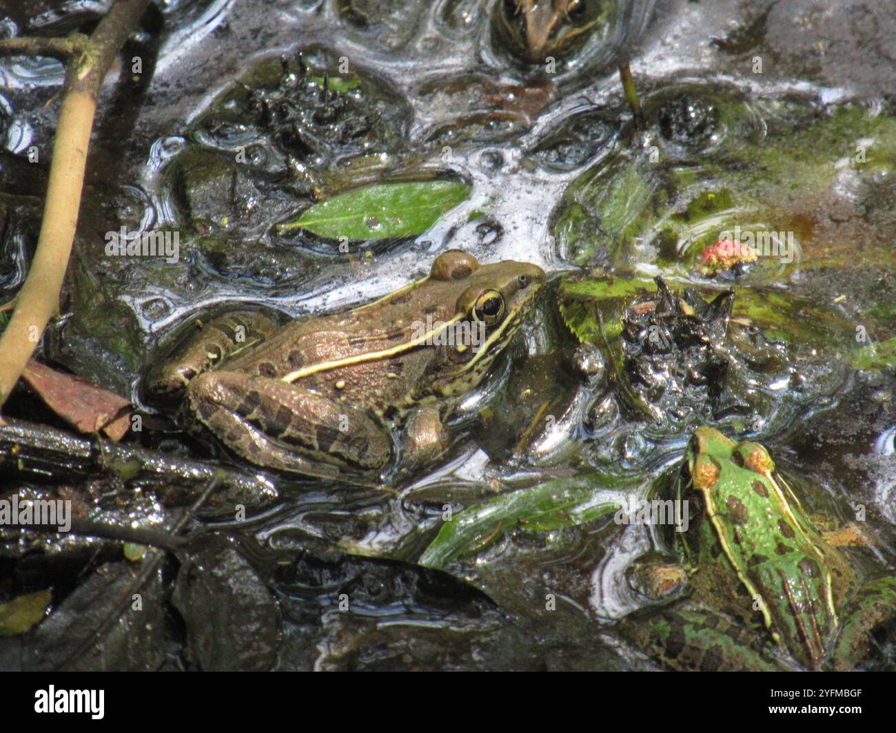 Southern Leopard Frog (Lithobates sphenocephalus Stock Photo - Alamy