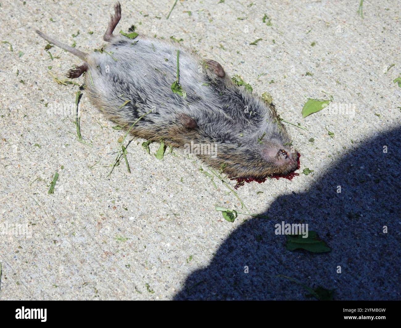 Meadow Vole (Microtus pennsylvanicus Stock Photo - Alamy