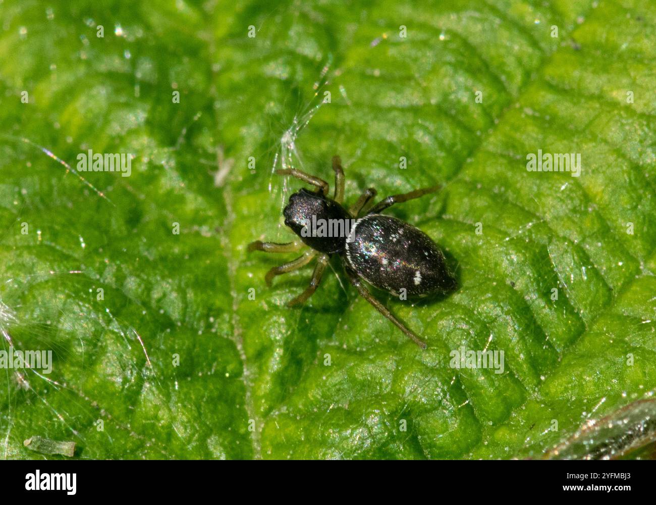 Copper sun jumper hi-res stock photography and images - Alamy