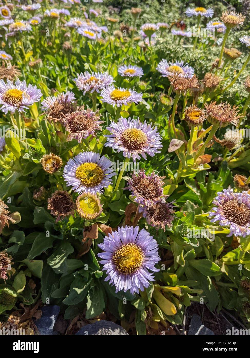 seaside daisy (Erigeron glaucus Stock Photo - Alamy