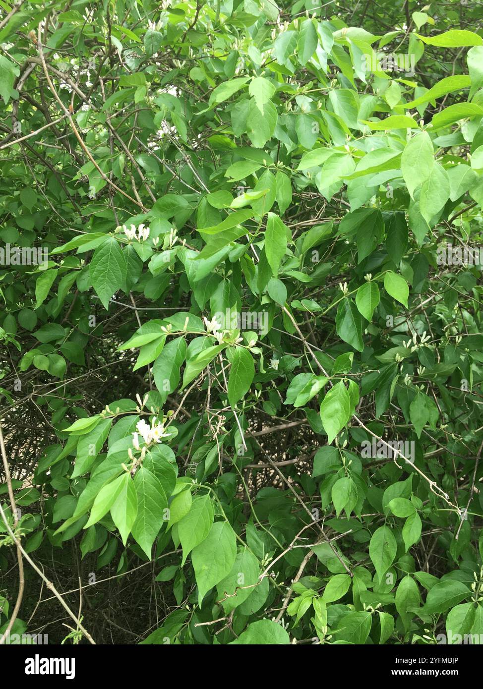 Amur honeysuckle (Lonicera maackii Stock Photo - Alamy