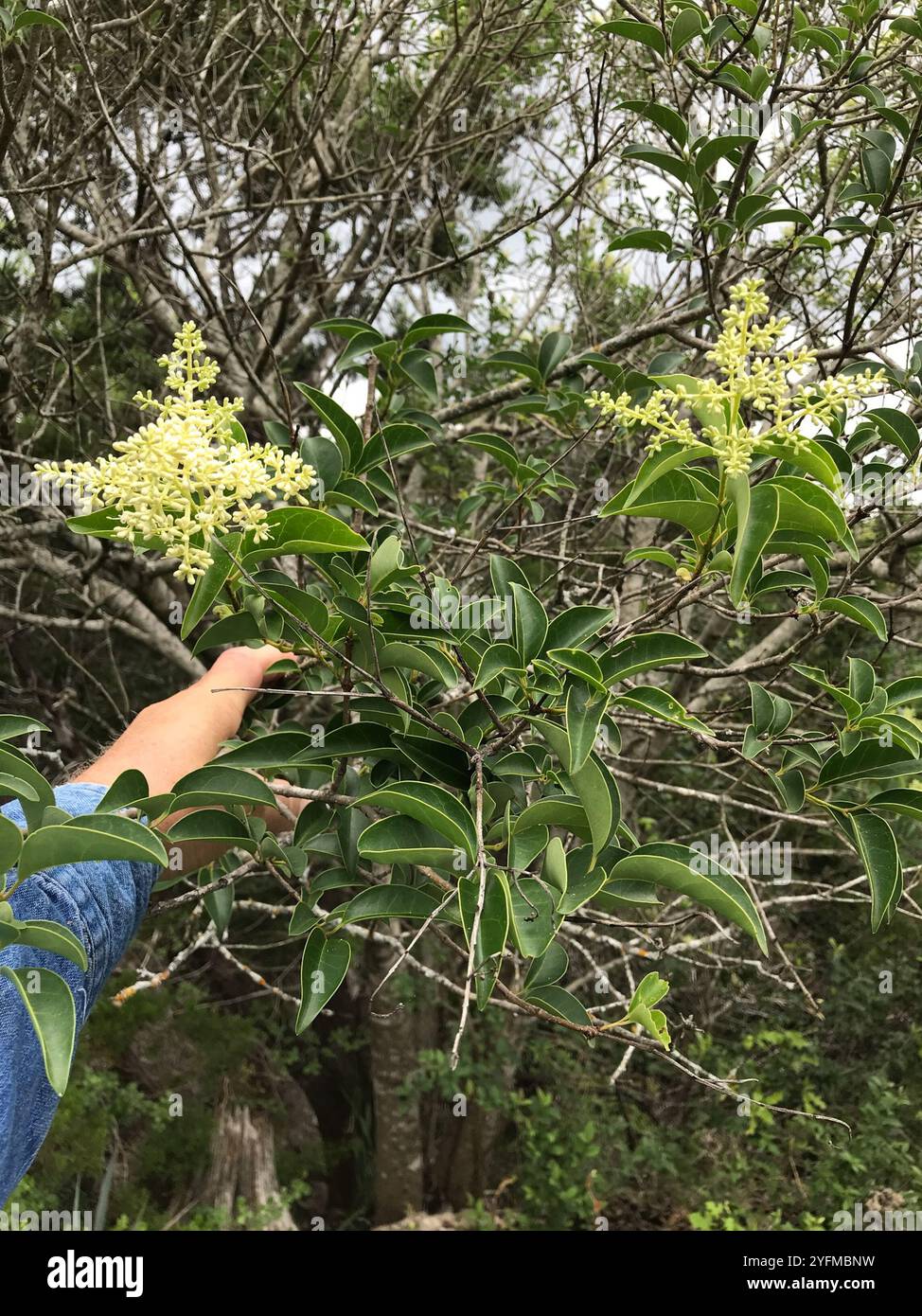 tree privet (Ligustrum lucidum Stock Photo - Alamy