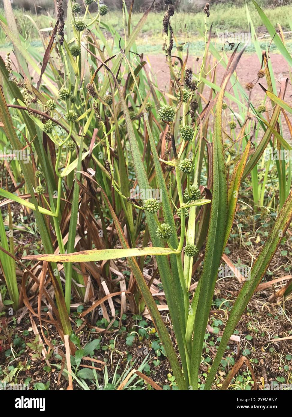 big bur-reed (Sparganium eurycarpum Stock Photo - Alamy