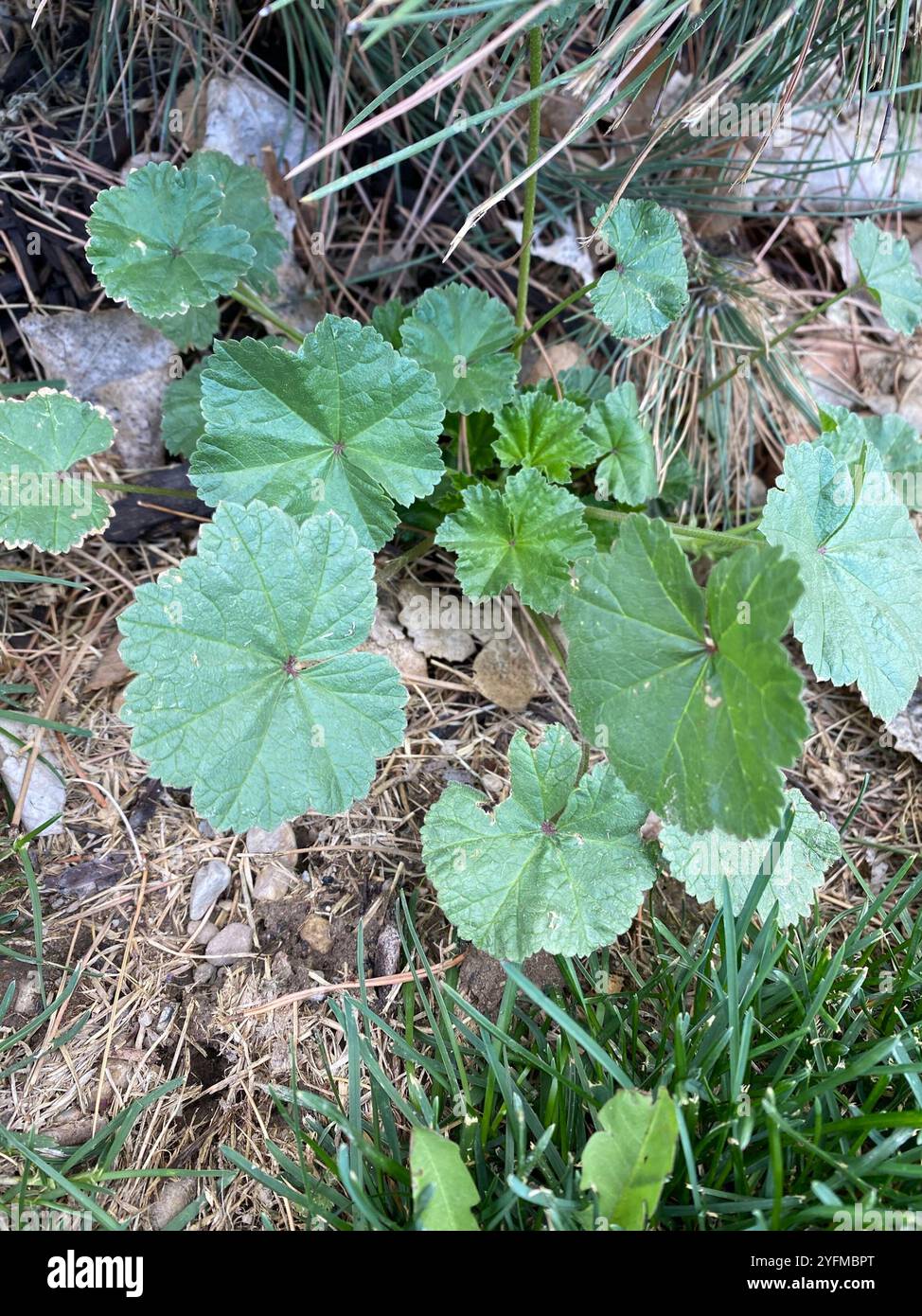 dwarf mallow (Malva neglecta Stock Photo - Alamy