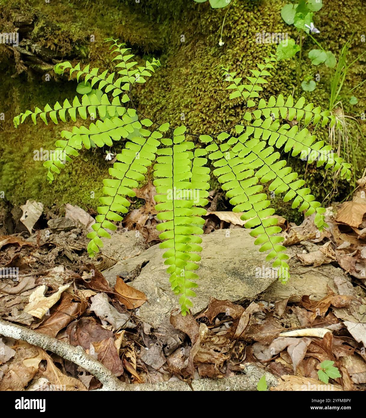 northern maidenhair fern (Adiantum pedatum Stock Photo - Alamy