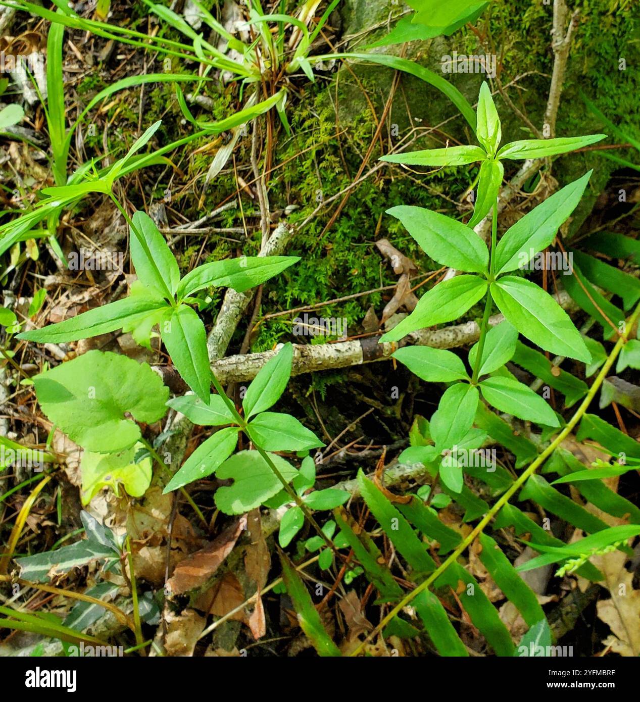 licorice bedstraw (Galium circaezans Stock Photo - Alamy