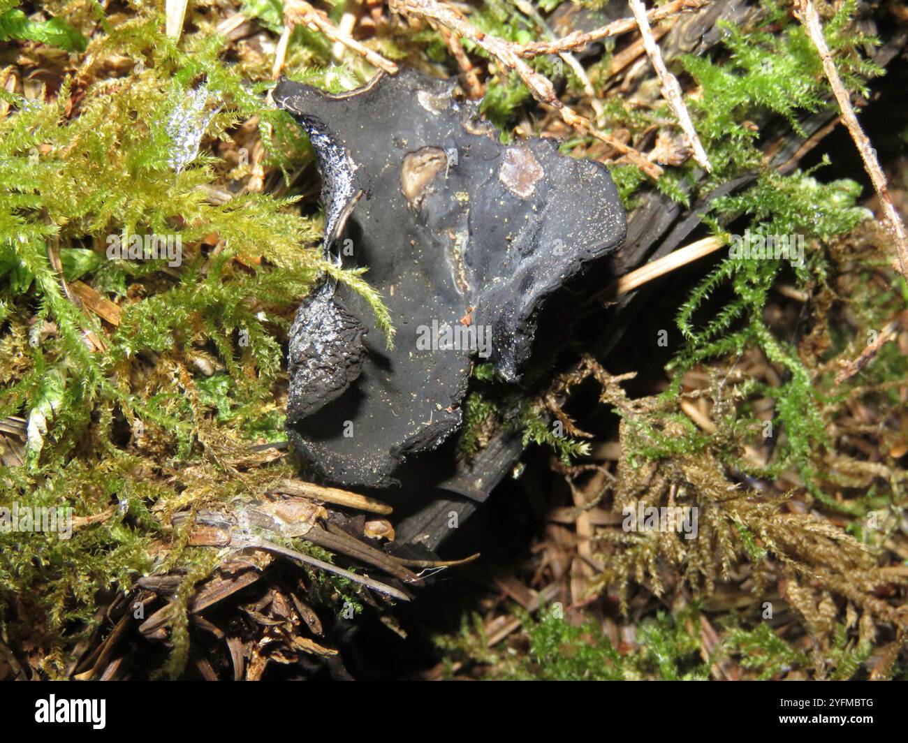 Plectania hi-res stock photography and images - Alamy