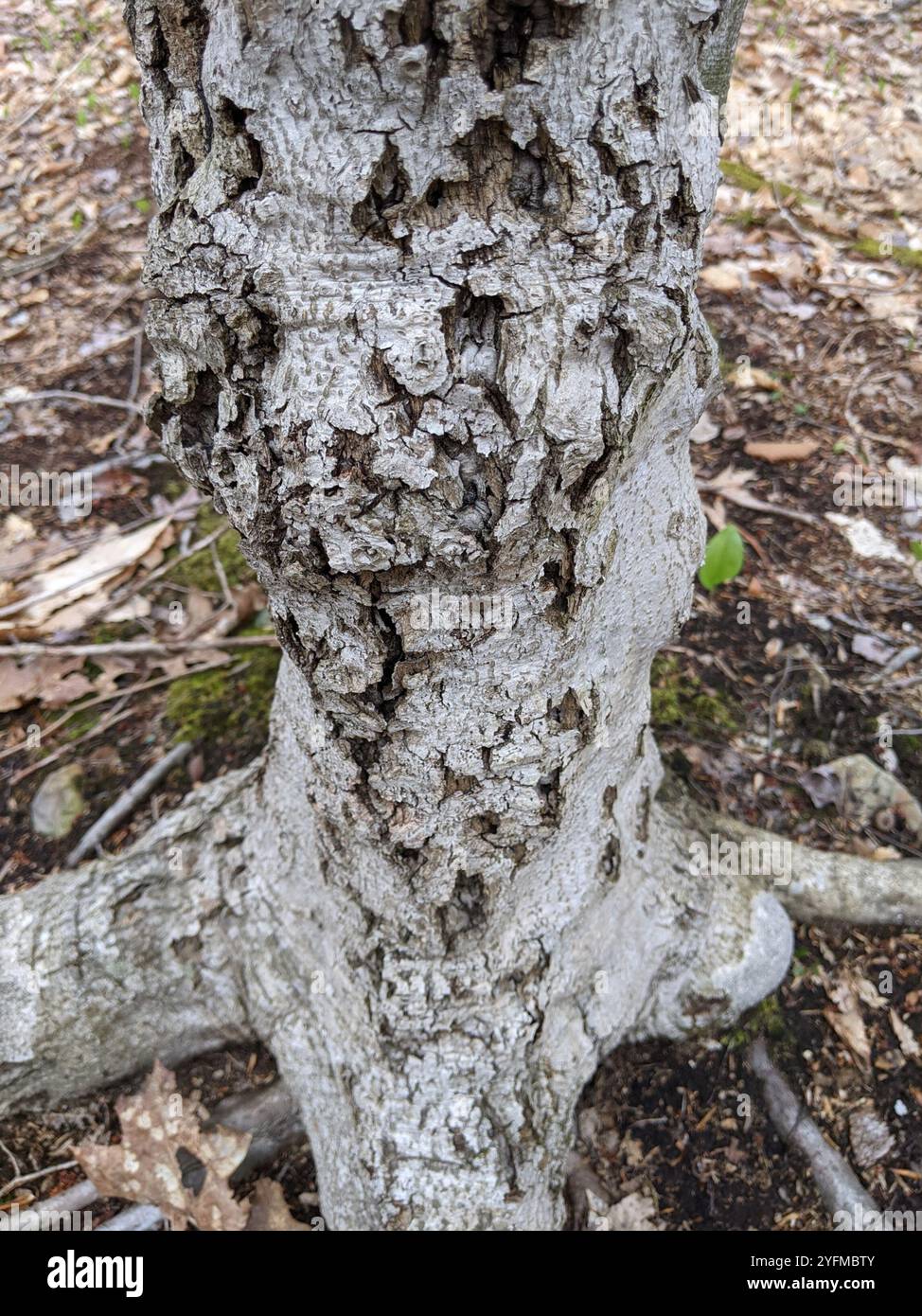 Beech Bark Canker Fungus (Neonectria faginata Stock Photo - Alamy