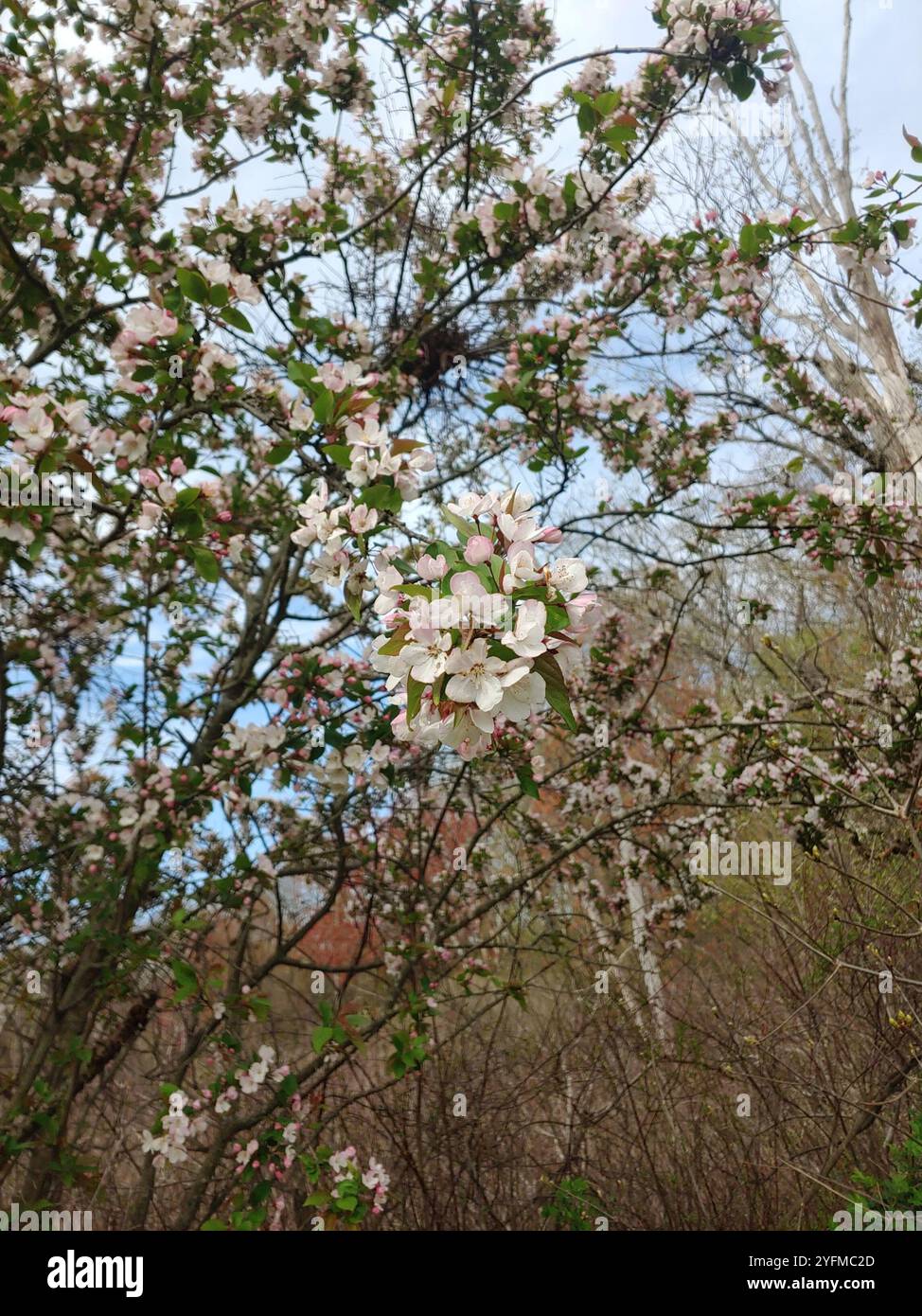 sweet crabapple (Malus coronaria Stock Photo - Alamy