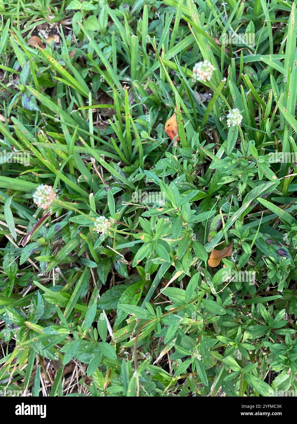Shrubby false buttonweed spermacoce verticillata hi-res stock ...
