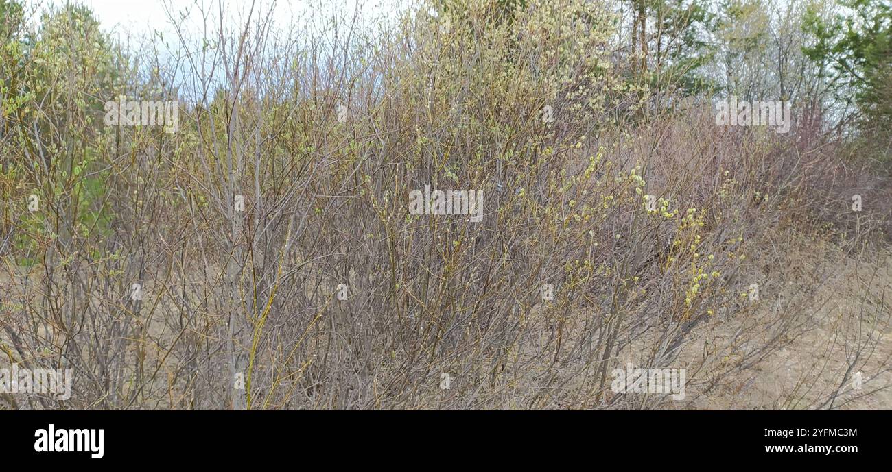 goat willow (Salix caprea Stock Photo - Alamy