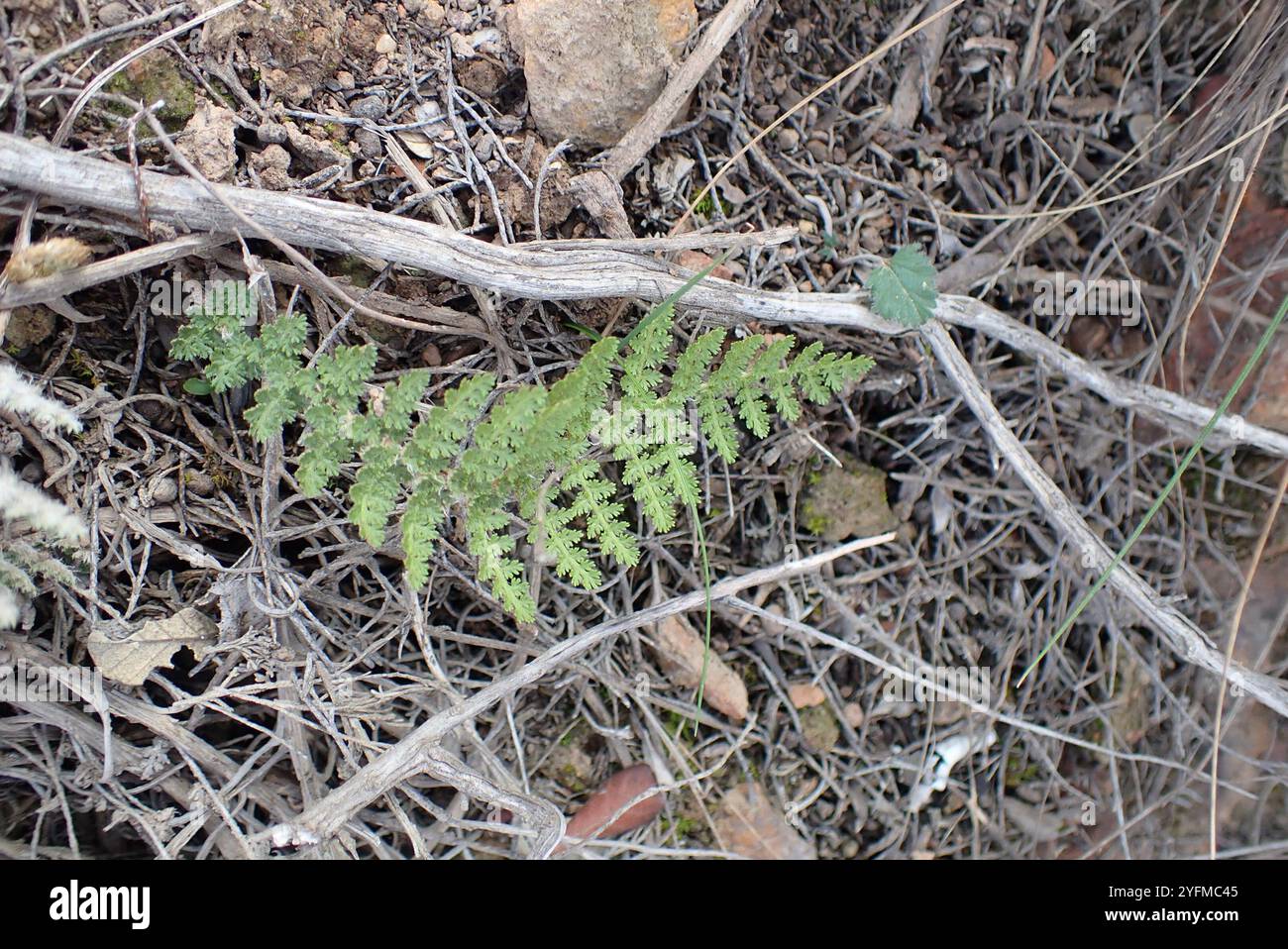 Scented Fern (Anemia caffrorum Stock Photo - Alamy