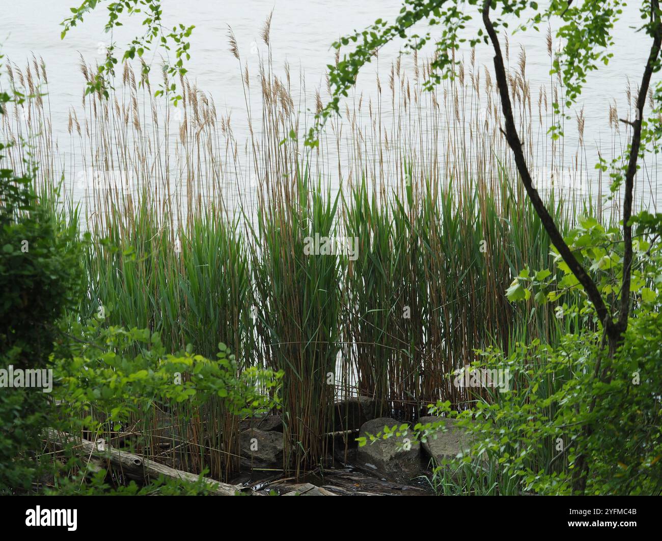 common reed (Phragmites australis Stock Photo - Alamy