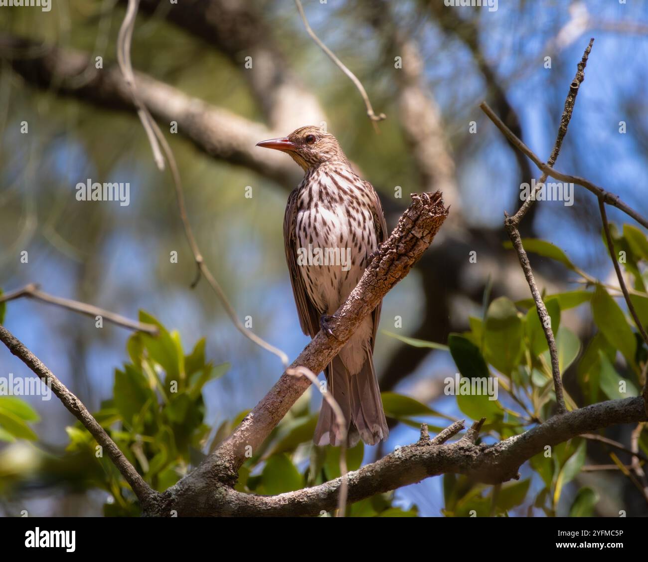 Female figbird hi-res stock photography and images - Alamy