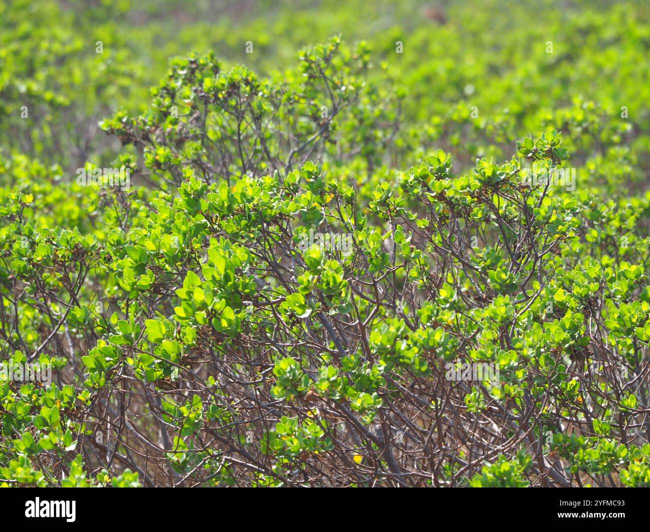 Indian marsh fleabane hi-res stock photography and images - Alamy