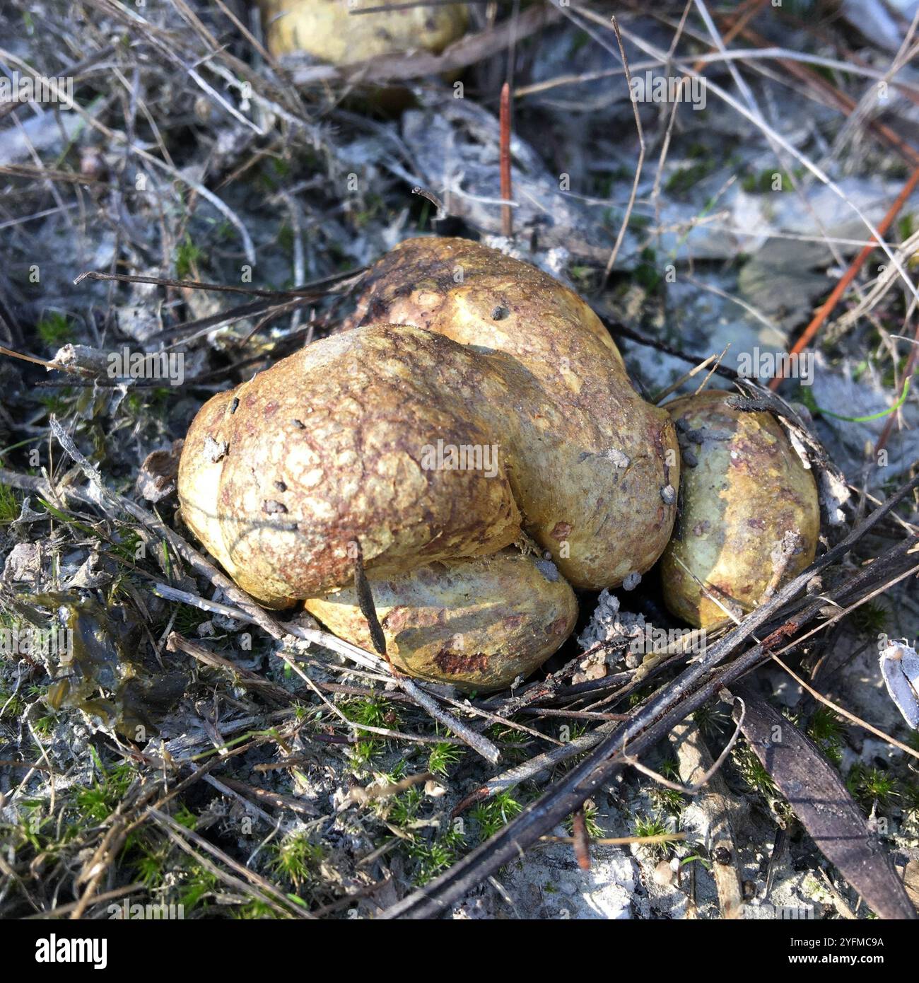 Yellow False Truffle (Rhizopogon luteolus Stock Photo - Alamy