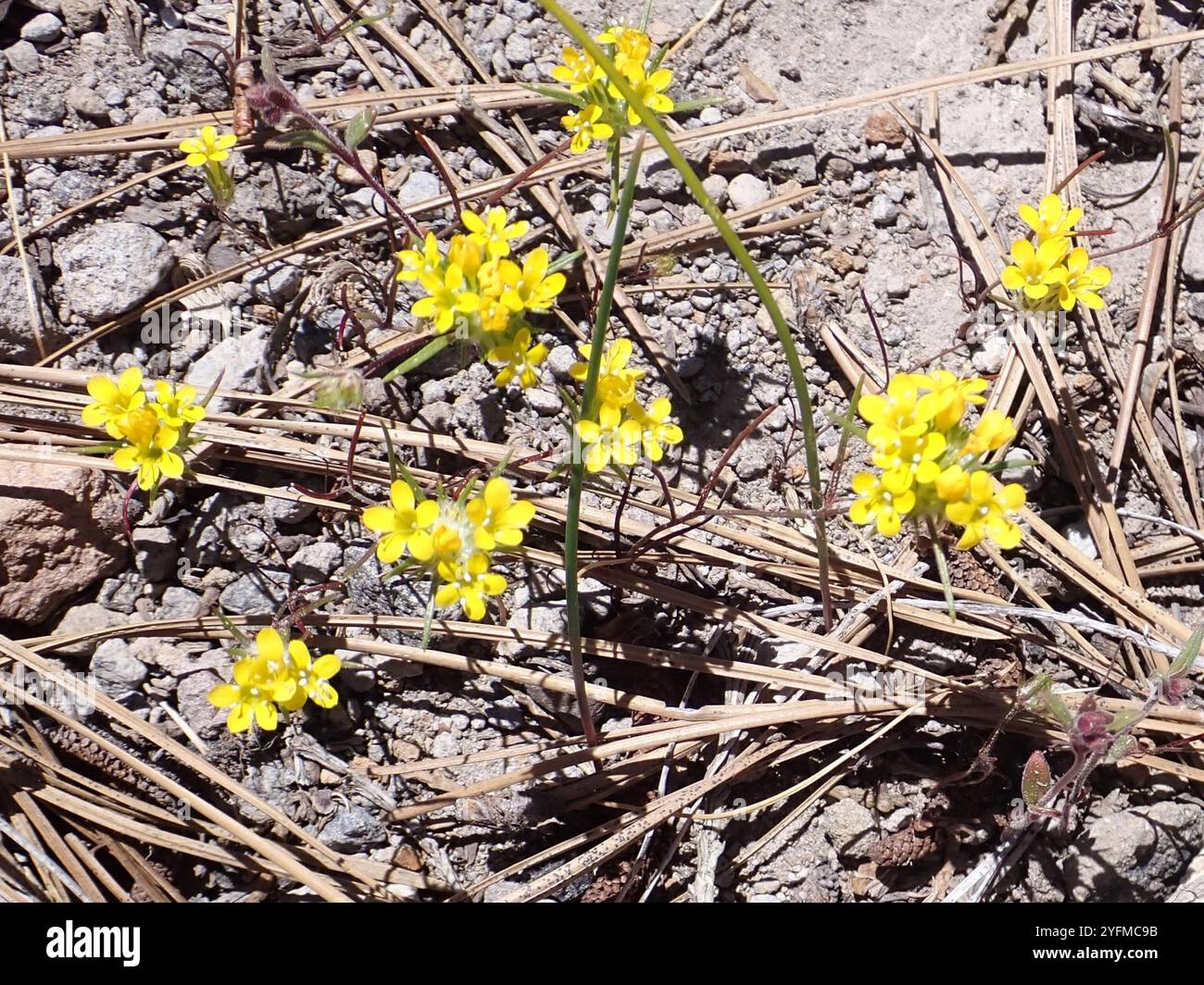 yellow bur navarretia (Navarretia prolifera lutea Stock Photo - Alamy