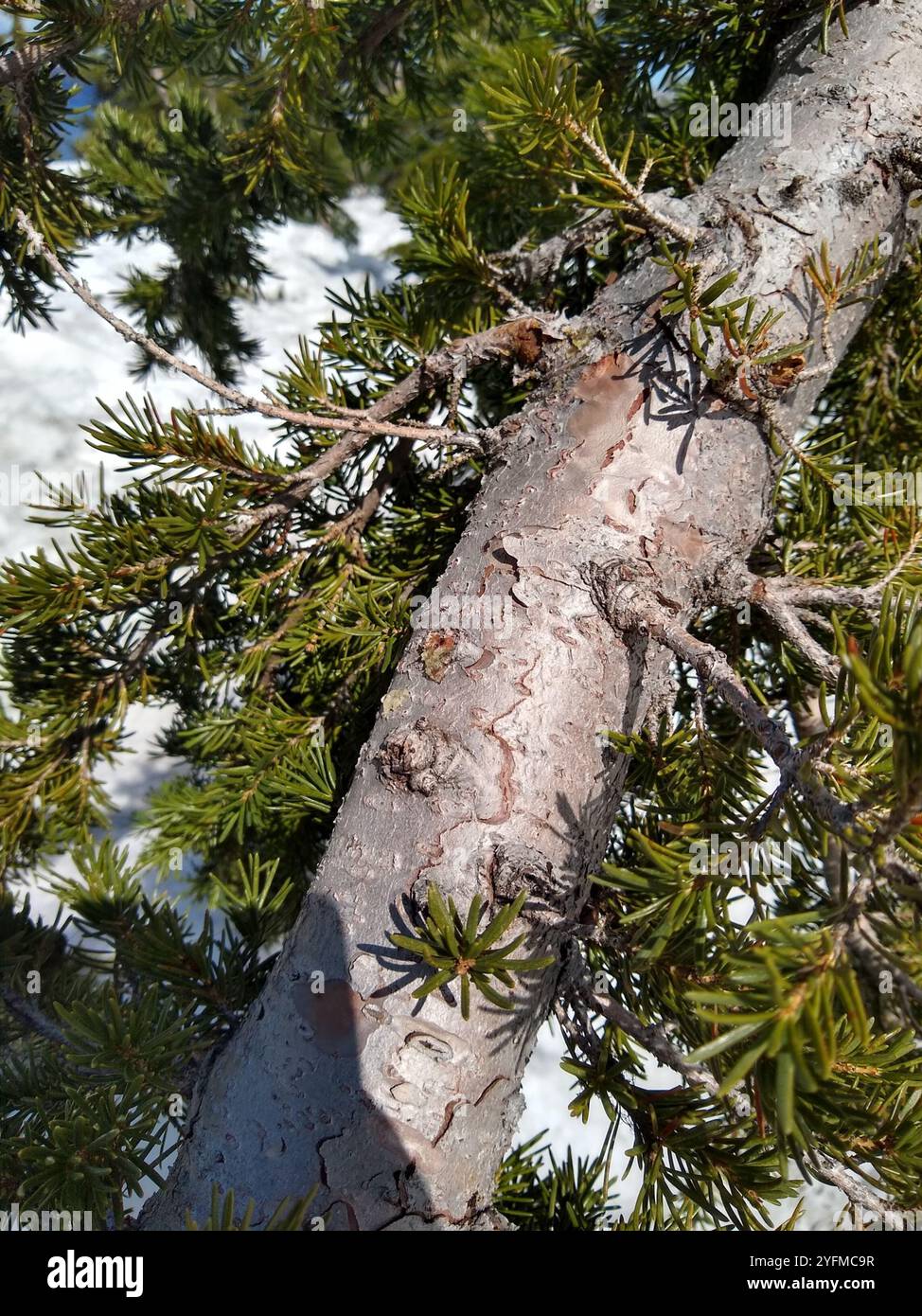 mountain hemlock (Tsuga mertensiana Stock Photo - Alamy