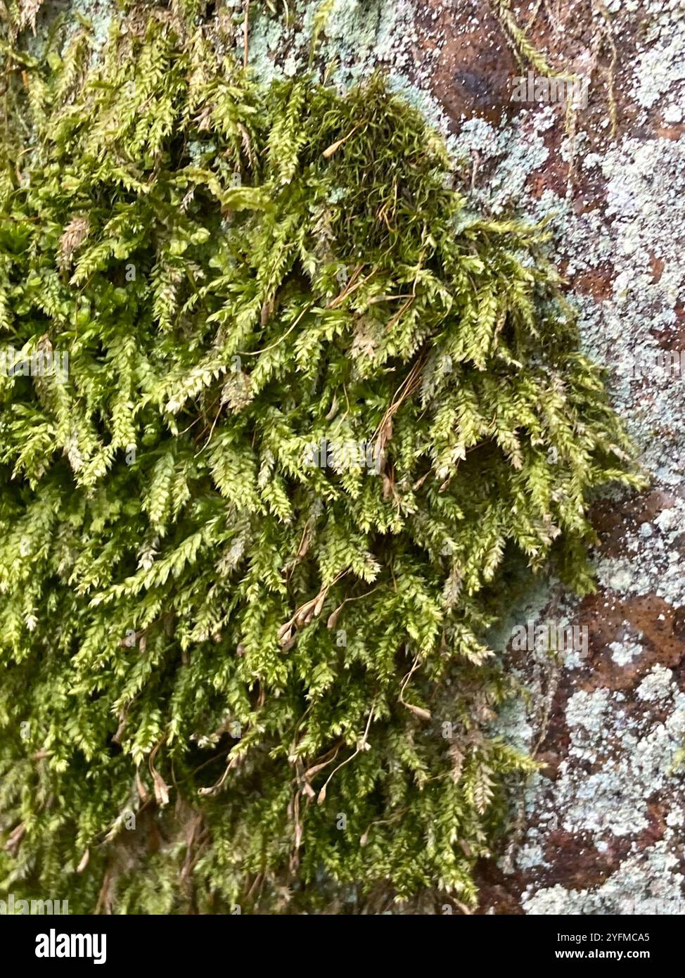 Horn Calcareous Moss (Mnium hornum Stock Photo - Alamy