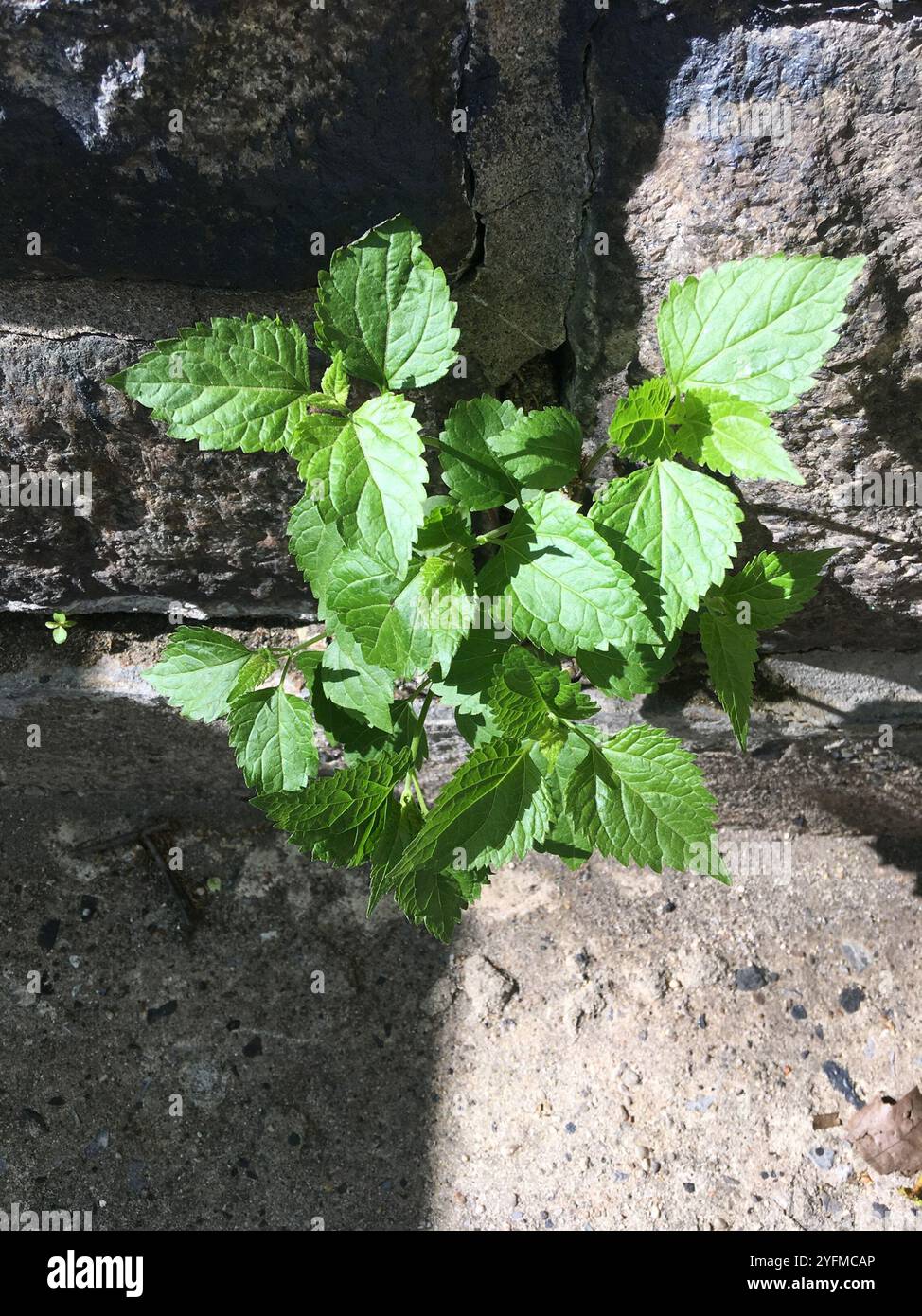 nettle family (Urticaceae Stock Photo - Alamy