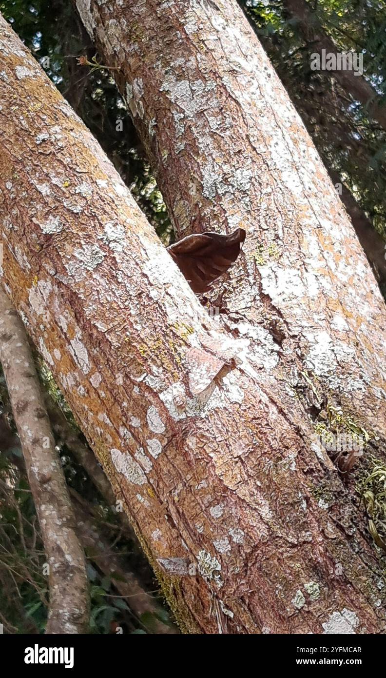 Historis orion hi-res stock photography and images - Alamy