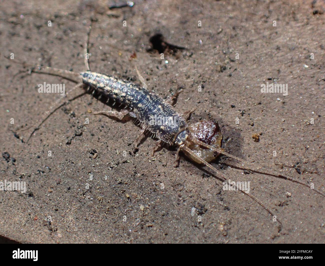 Ctenolepisma lineatum hi-res stock photography and images - Alamy