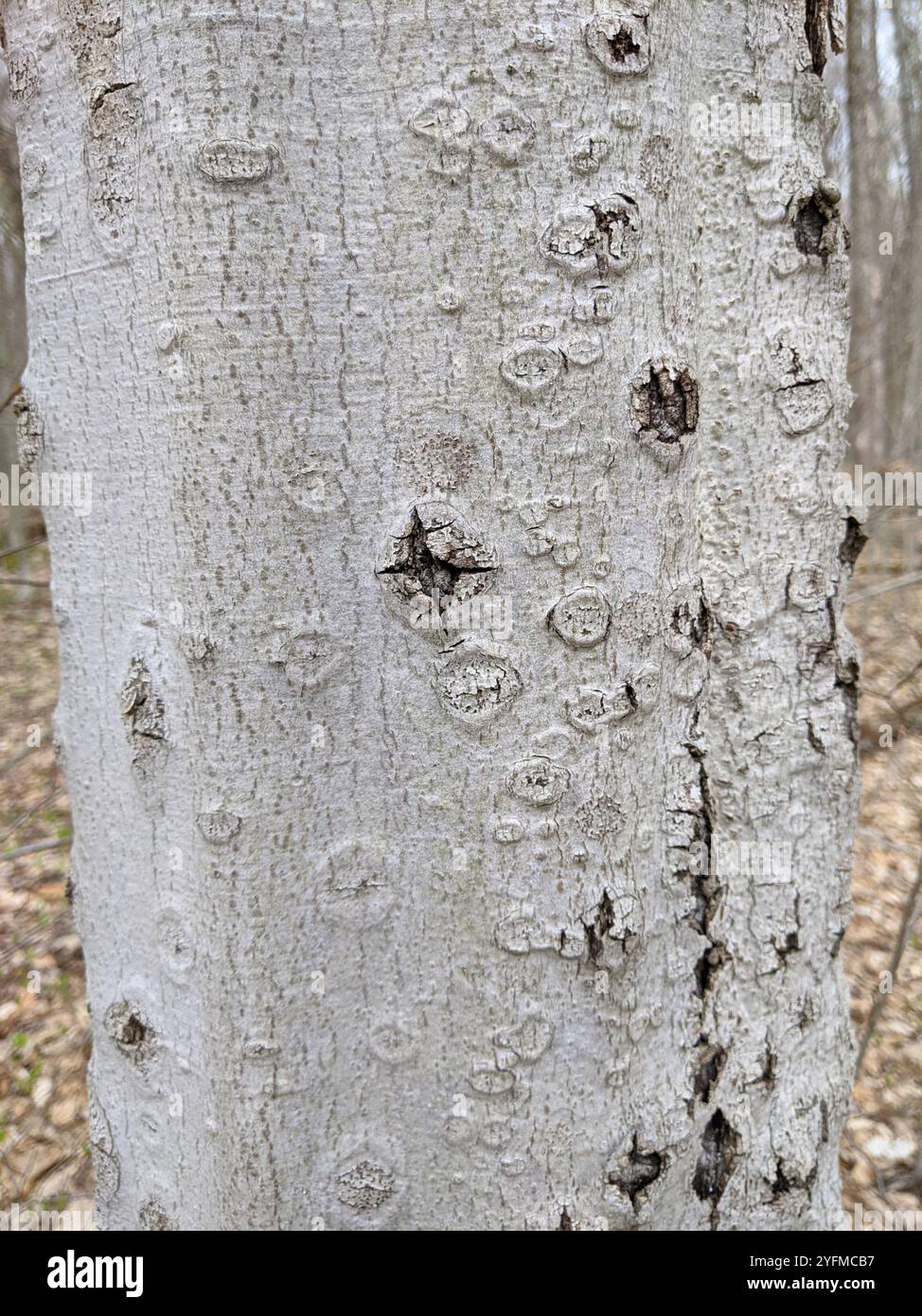 Beech Bark Canker Fungus (Neonectria faginata Stock Photo - Alamy