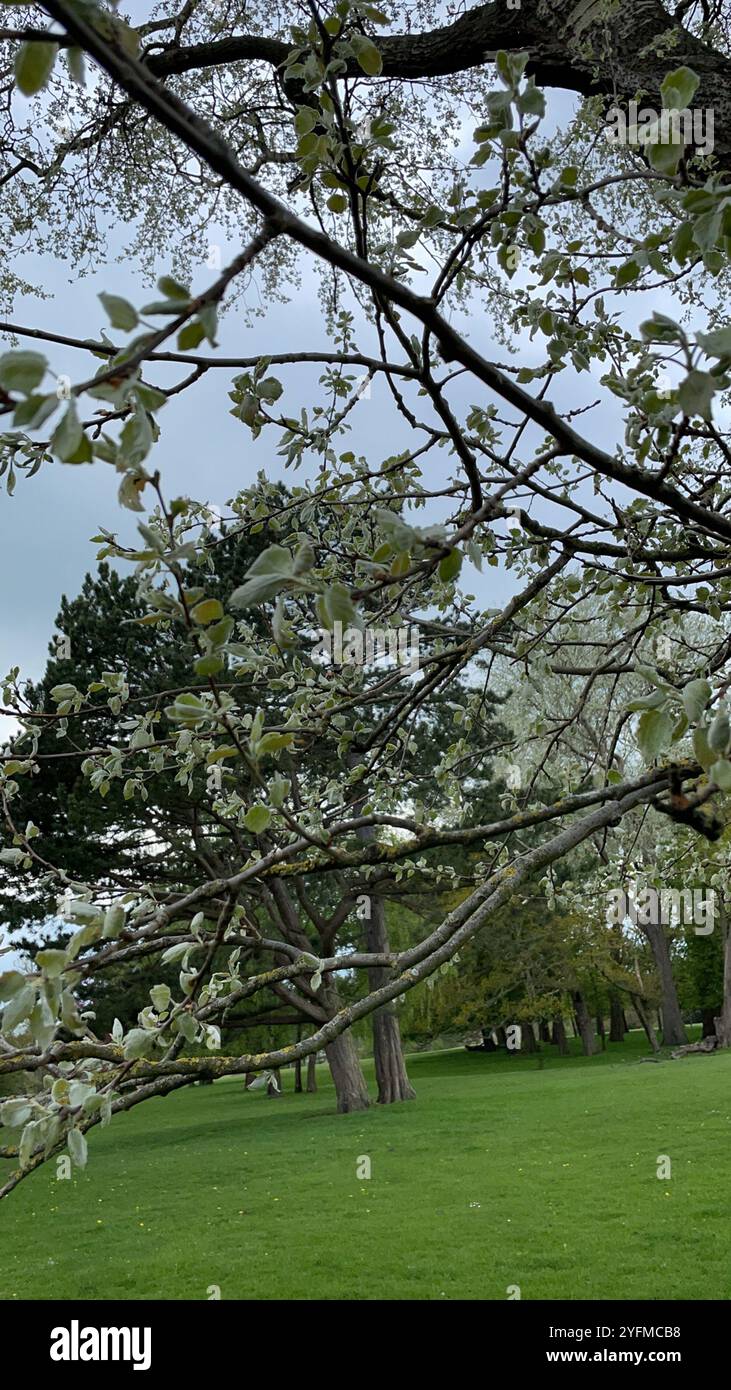 white poplar (Populus alba Stock Photo - Alamy