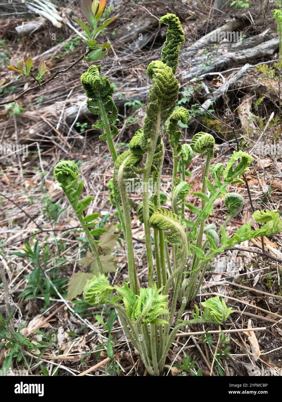 cinnamon fern (Osmundastrum cinnamomeum Stock Photo - Alamy