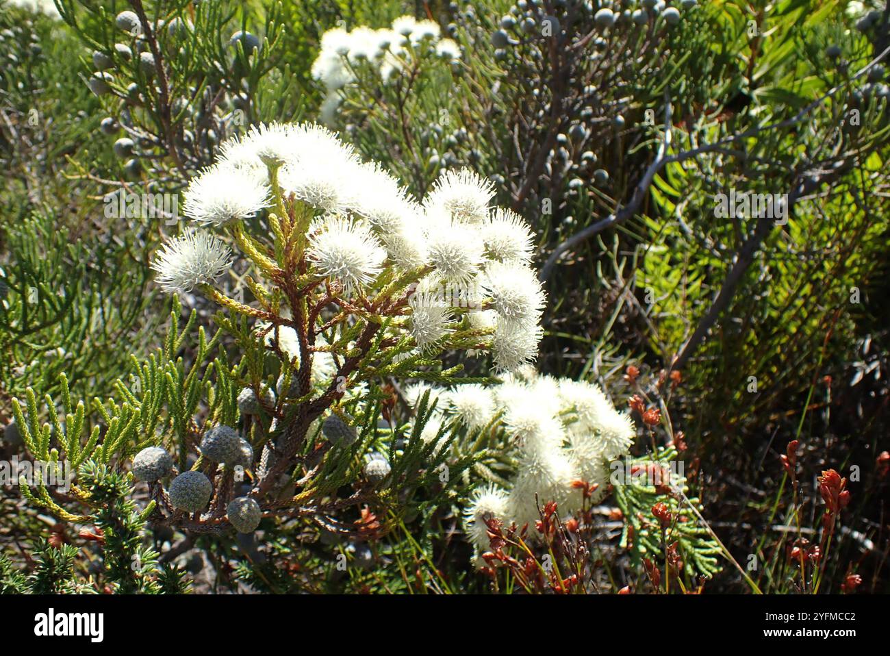 Cone Stompie (Brunia noduliflora Stock Photo - Alamy