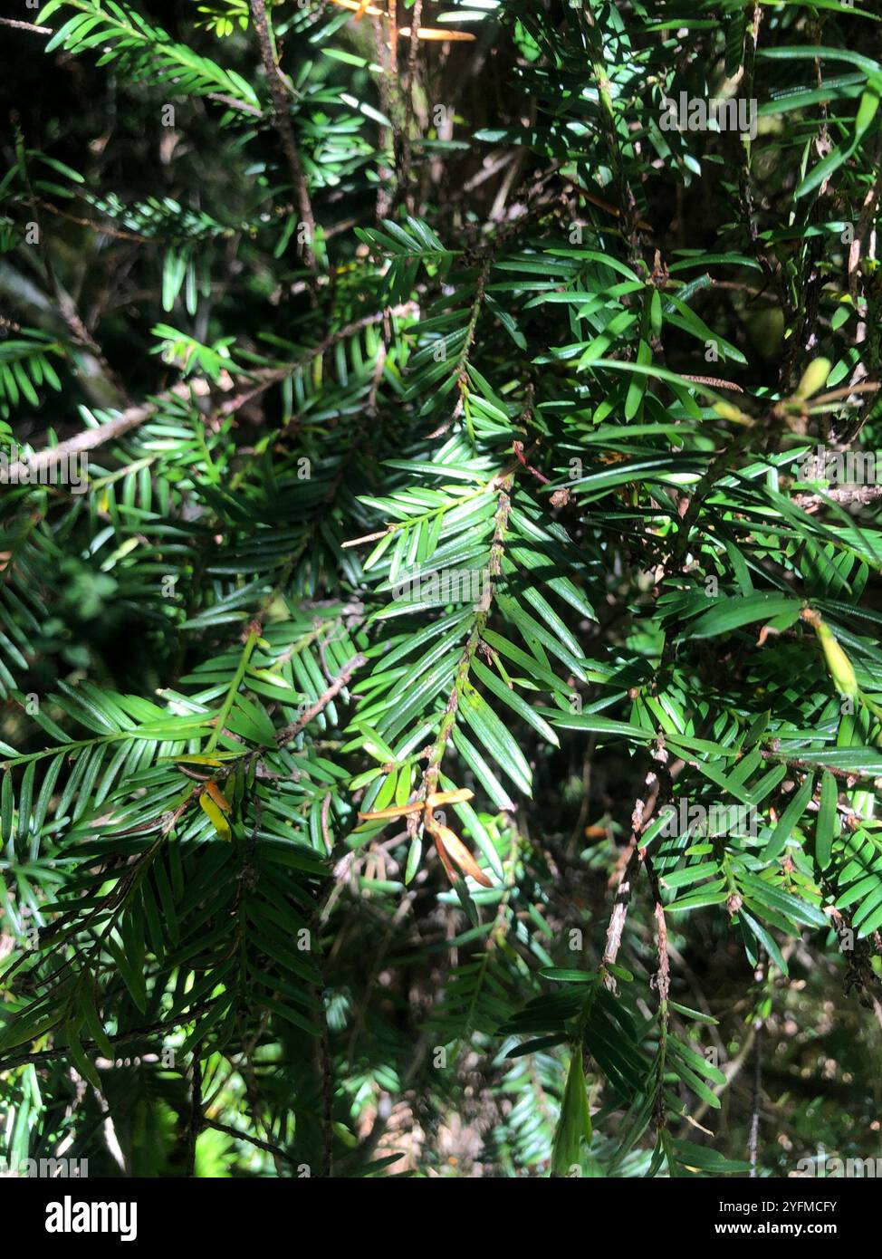 Pacific yew (Taxus brevifolia Stock Photo - Alamy