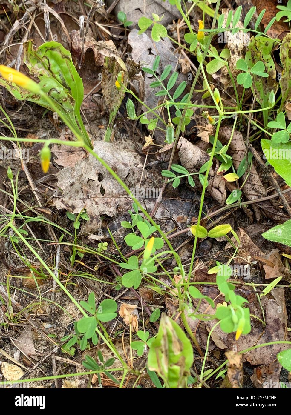 buffalo clover (Trifolium reflexum Stock Photo - Alamy