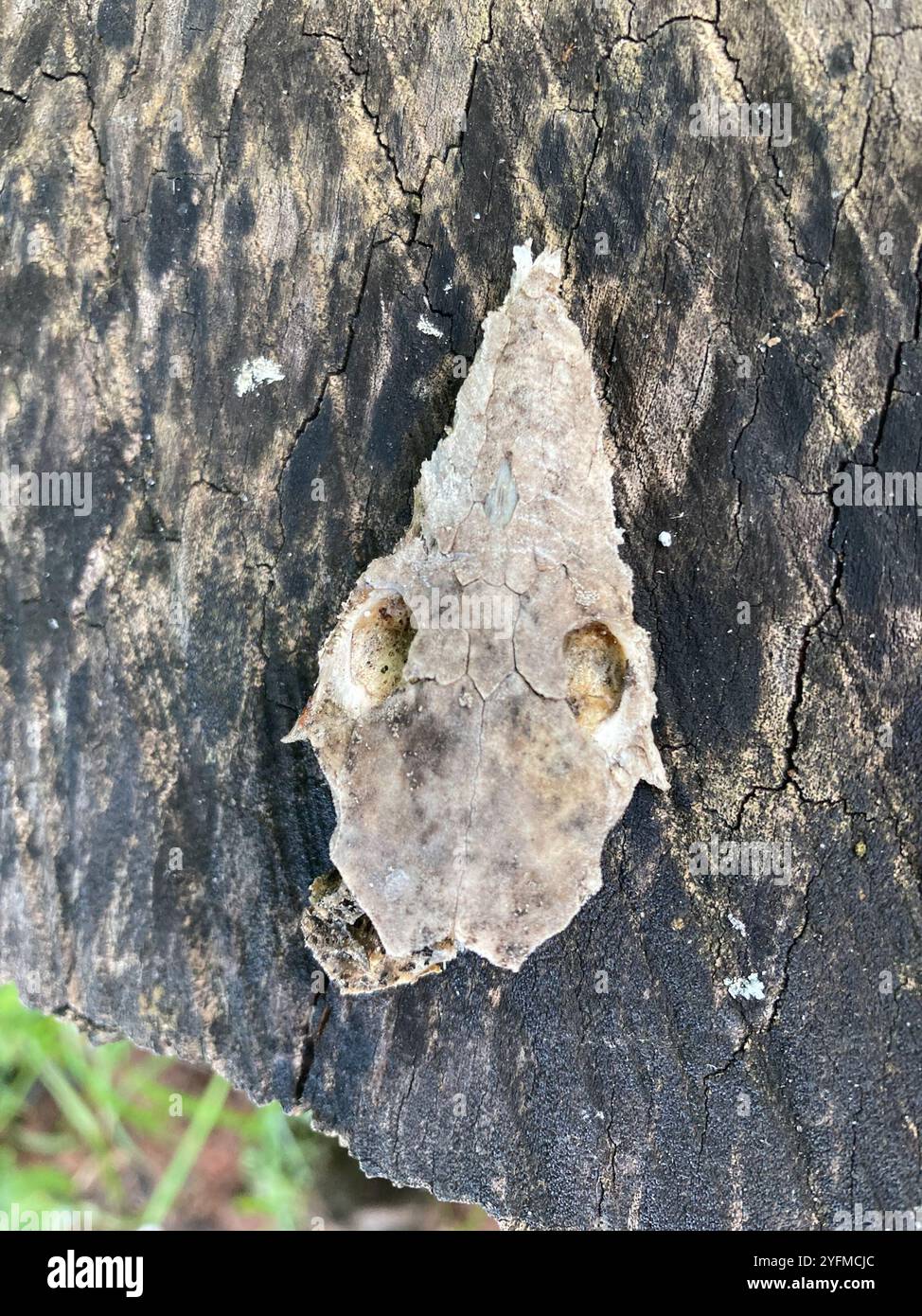 Ray-finned Fishes (Actinopterygii Stock Photo - Alamy