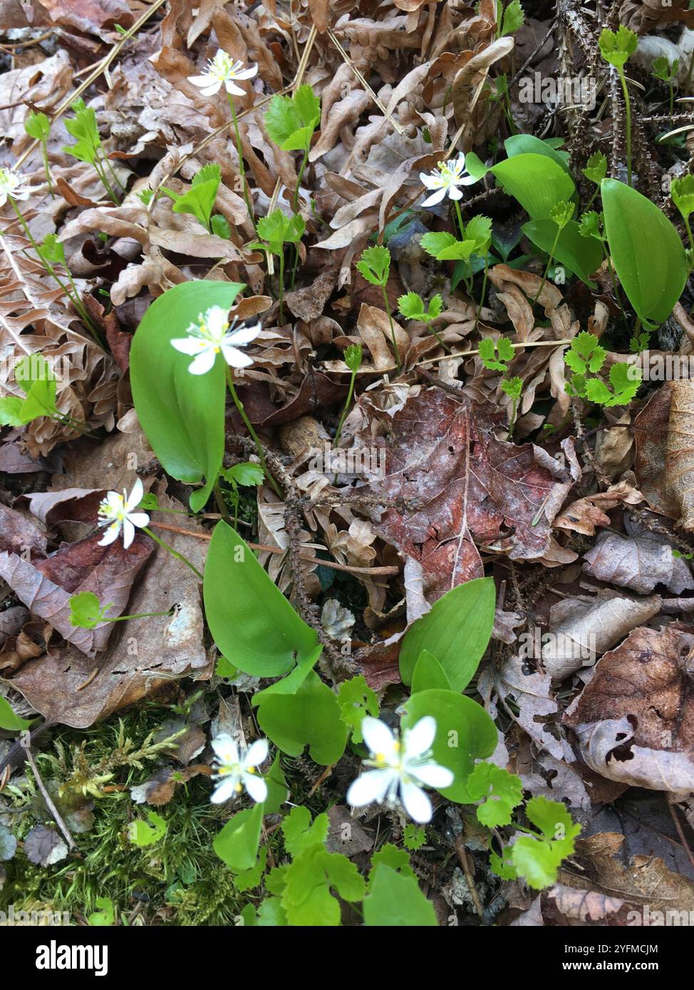 Threeleaf goldthread hi-res stock photography and images - Alamy