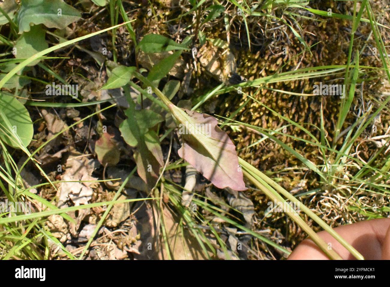 Two-flower Dwarf-dandelion (Krigia biflora Stock Photo - Alamy