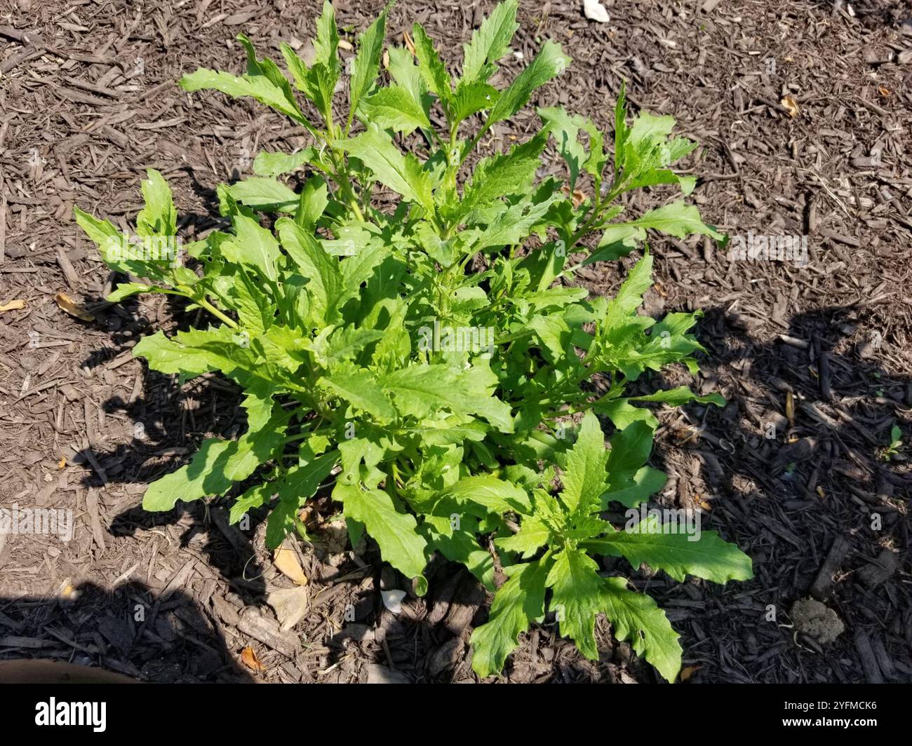 Mexican tea (Dysphania ambrosioides Stock Photo - Alamy