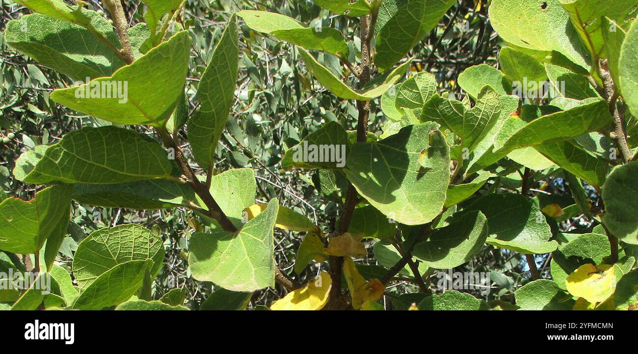 South African Wild Pear (Dombeya rotundifolia Stock Photo - Alamy