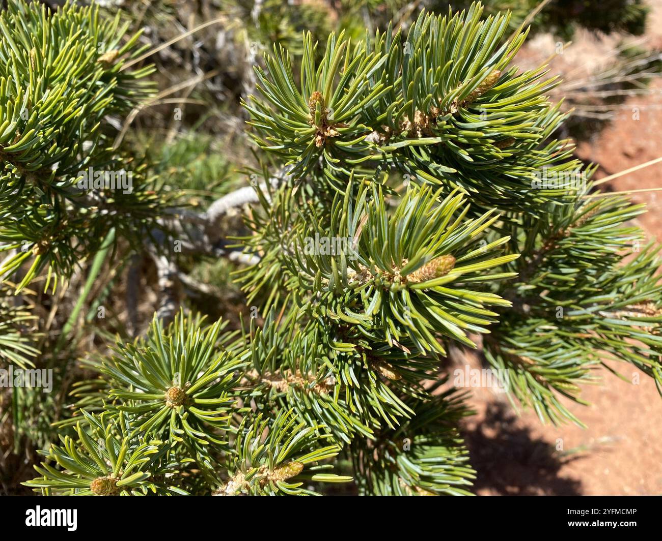 Colorado Pinyon (Pinus edulis Stock Photo - Alamy