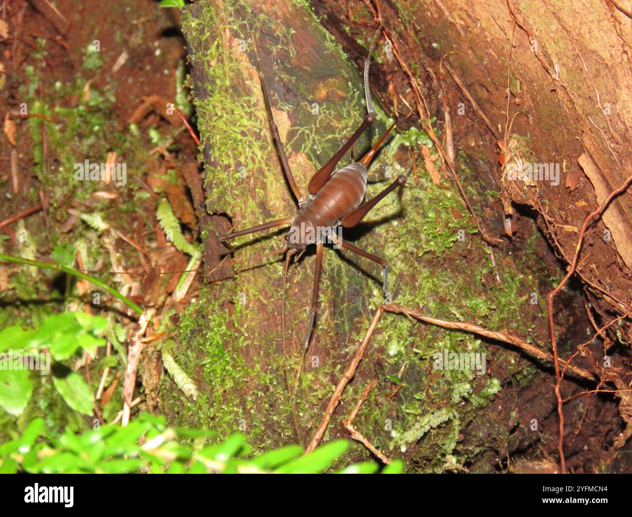 Square-legged Camel Cricket (Tropidischia xanthostoma Stock Photo - Alamy