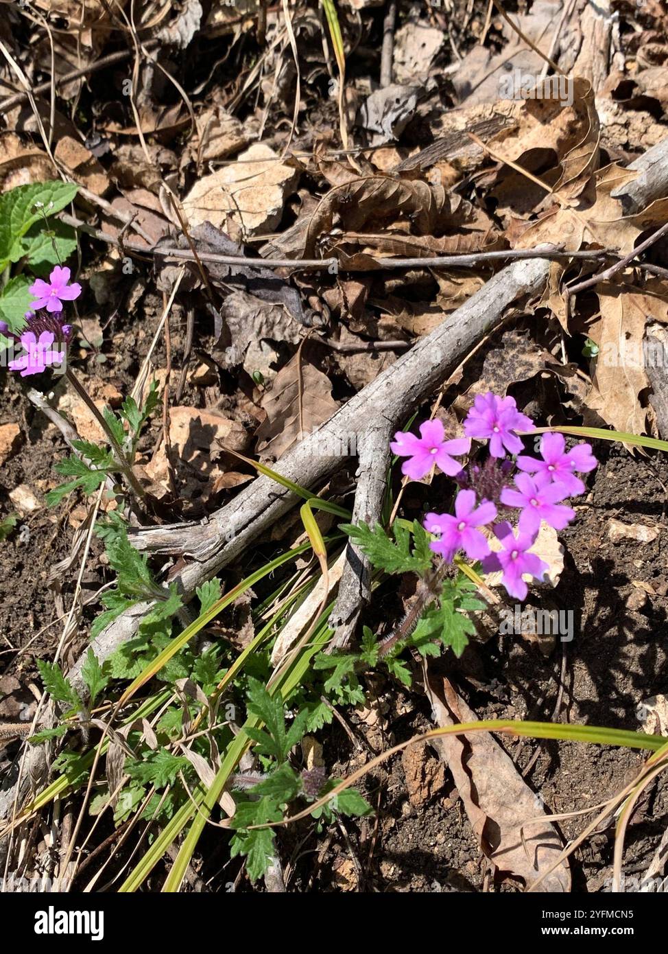 rose vervain (Glandularia canadensis Stock Photo - Alamy