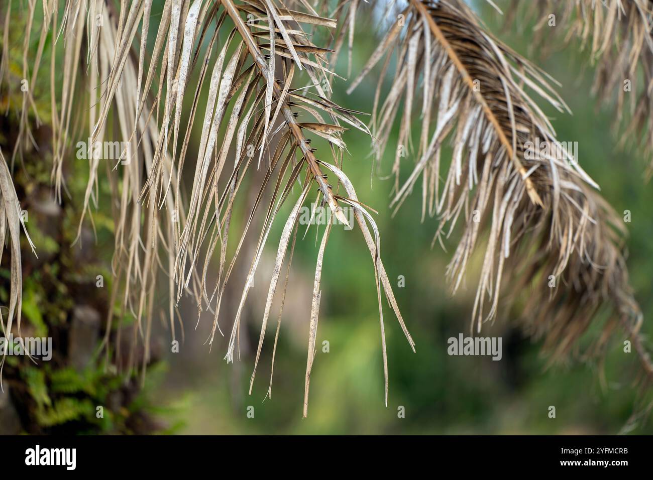 Dry palm tree stump hi-res stock photography and images - Alamy