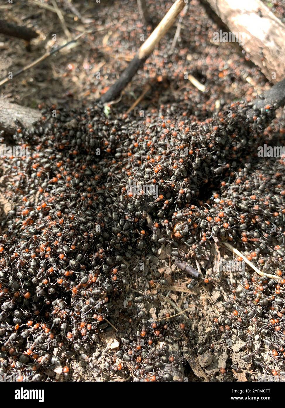 Western Thatching Ant (Formica obscuripes Stock Photo - Alamy