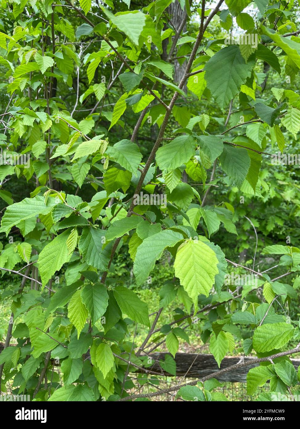 American hazelnut (Corylus americana Stock Photo - Alamy