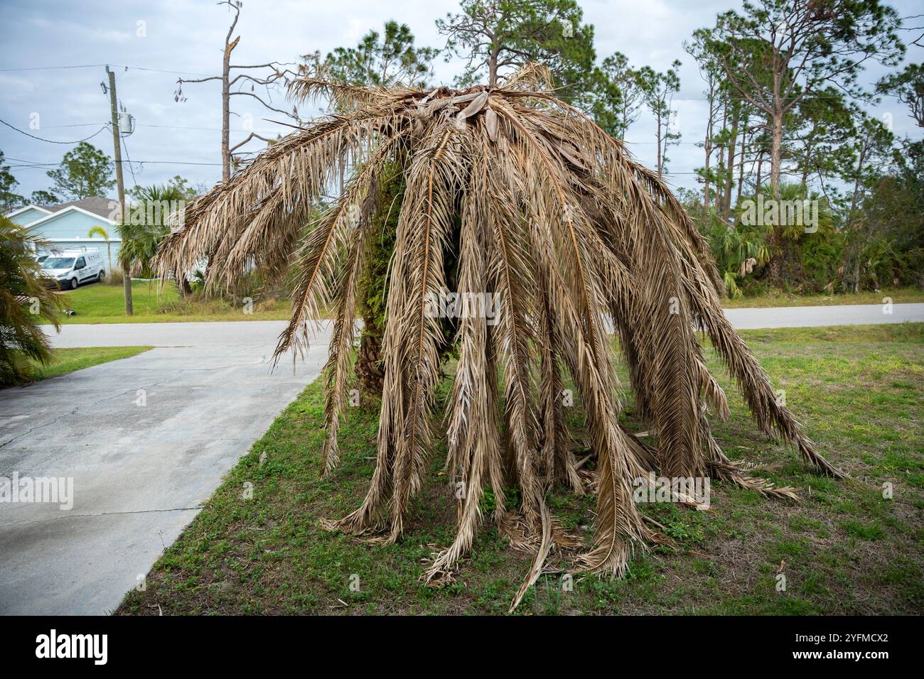 Dead palm tree with dry branches on Florida home backyard. Tree removal ...