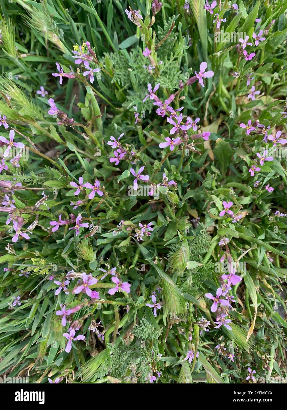 Chorispora tenella hi-res stock photography and images - Alamy