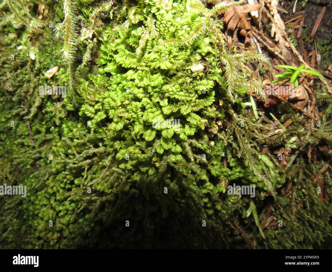 Jungermanniales hi-res stock photography and images - Alamy